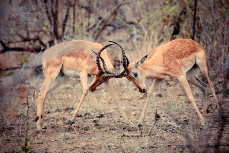 Fighting Rams Stock Photos - Free & Royalty-Free Stock Photos from ...