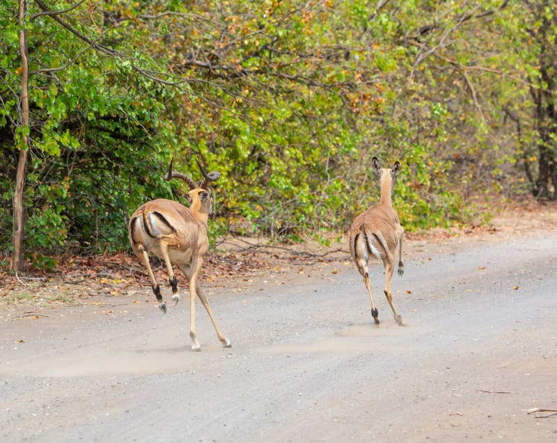 Impala Rams Running stock image. Image of african, bull - 133575235