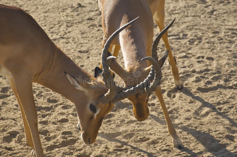 Impala Rams Sparring stock photo. Image of oryx, fighting - 10574024