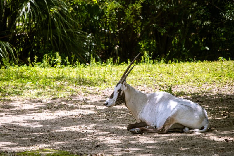 Impala resting at the zoo. stock photo. Image of resting - 234732012
