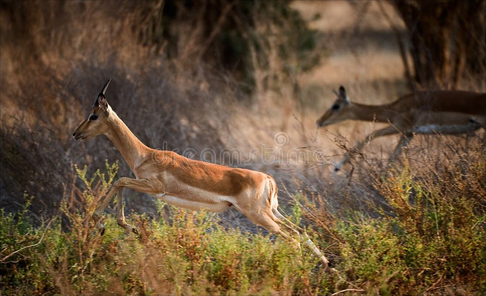 Impala is running. stock photo. Image of habitat, action - 15670042