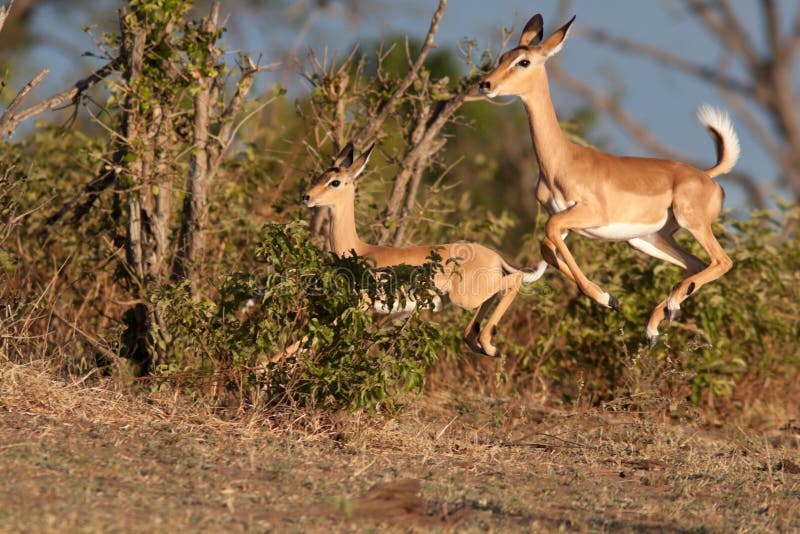 Impala running stock image. Image of botswana, park, flee - 25016995