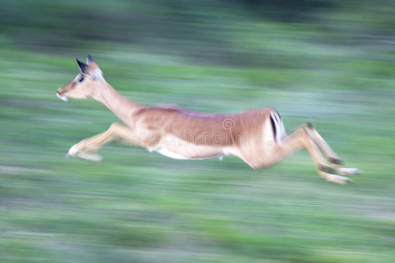 Impala Running imagem de stock. Imagem de velocidade, wildlife - 9141819