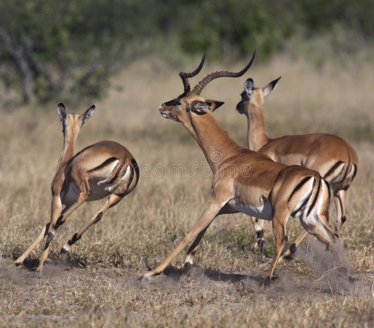 Impala running - Botswana stock image. Image of female - 15495869