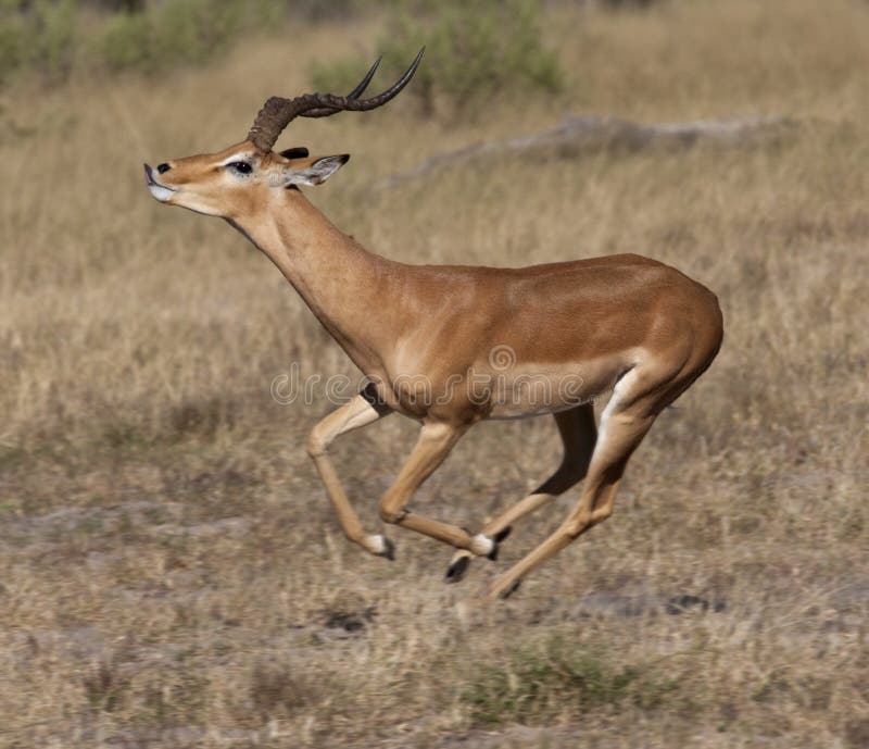 Impala running _ Botswana stock image. Image of nature - 17304689