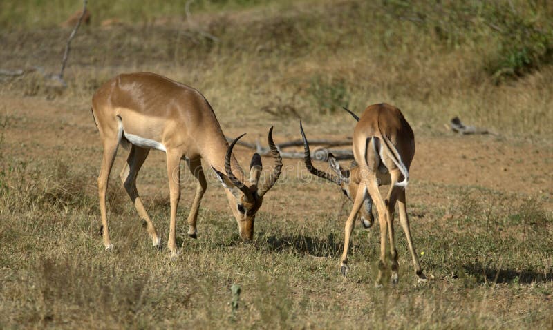 Two Wild Young Impalas in the Bush , Kruger National Park, South Africa ...
