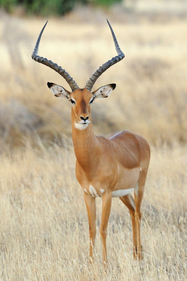 Impala ram in profile stock photo. Image of impala, african - 19333840
