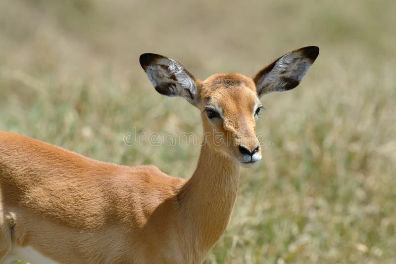 Impala on Savanna in Africa Stock Image - Image of mature, antelope ...