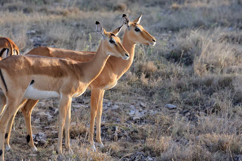 Impala on Savanna in Africa Stock Photo - Image of beautiful, horns ...