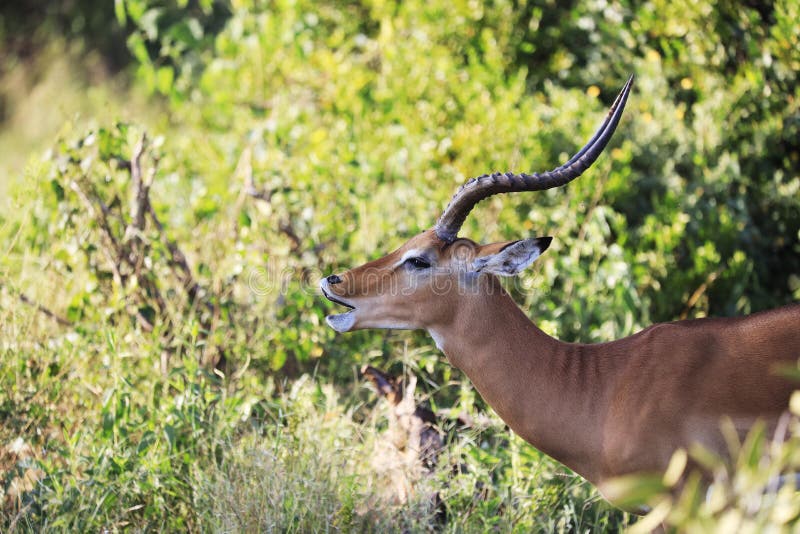 Impala in the Savannah of Kenya, Africa Stock Photo - Image of africa ...