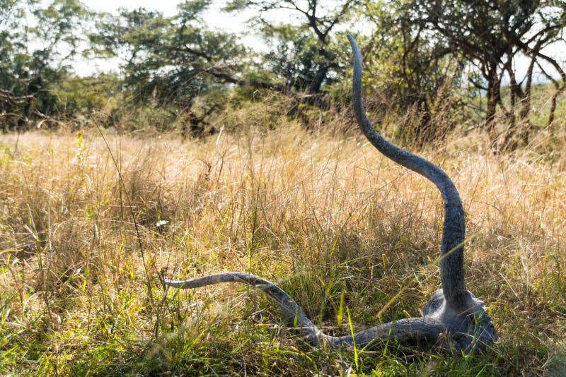 Impala Skull on the African Plain Stock Photo - Image of mountain ...