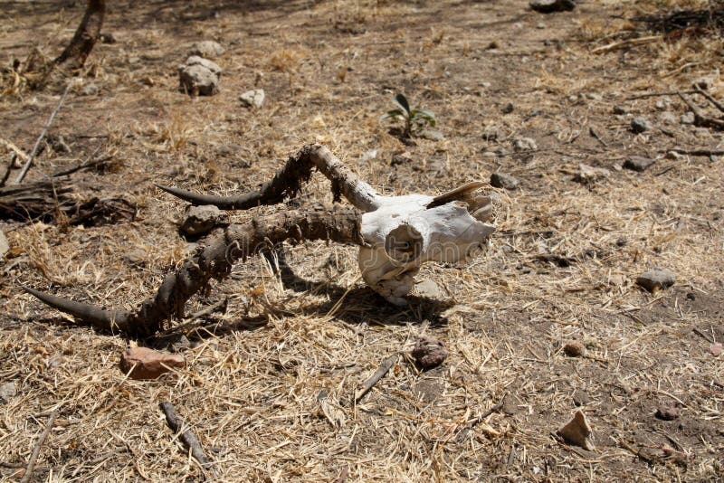 Impala skull in Safari stock photo. Image of hunted, animal - 37109156