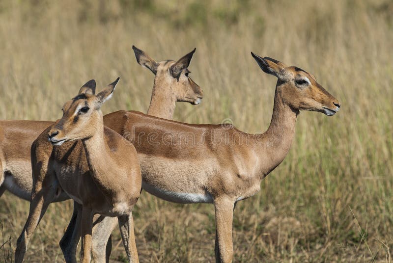 Impala South African Safari Stock Photo - Image of travel, wildlife ...