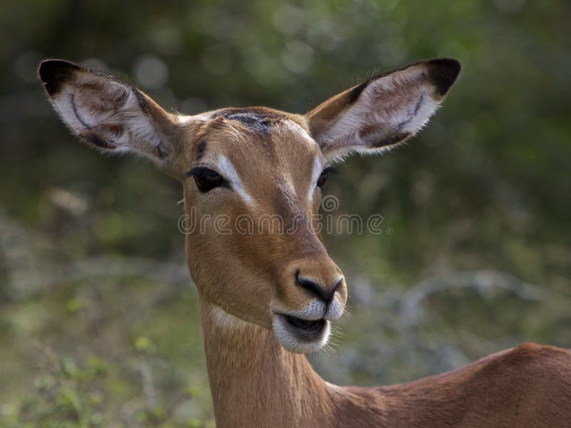 Two Wild Young Impalas in the Bush , Kruger National Park, South Africa ...