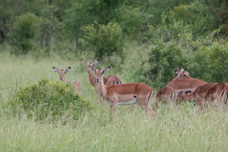 Impala South African Safari Stock Image - Image of wildlife, holiday ...