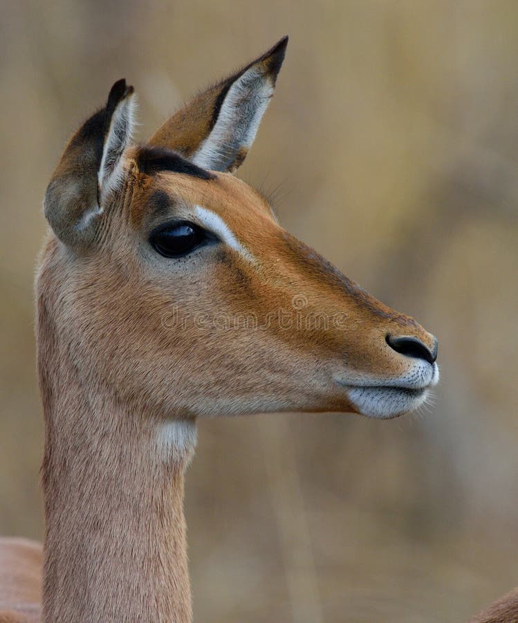 Impala staring stock image. Image of hair, ears, nature - 33577901