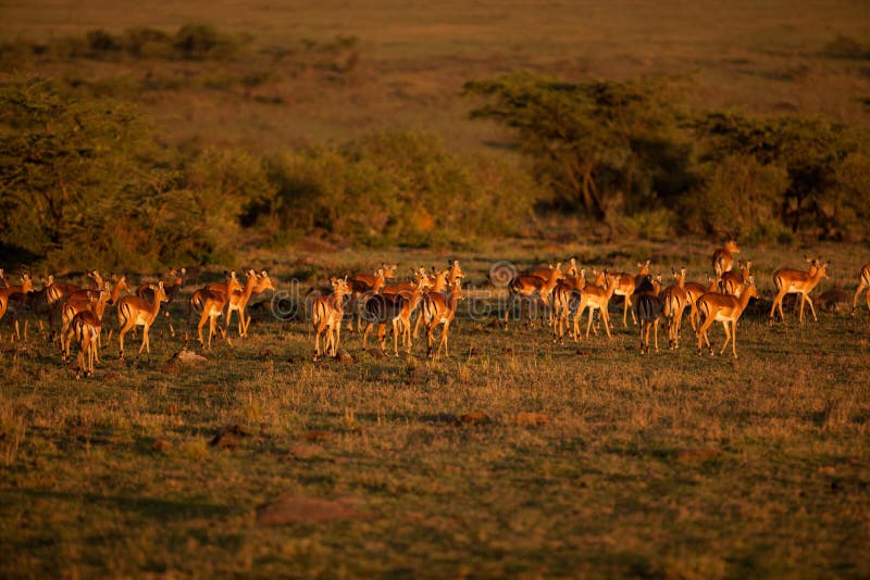 Impala sunset stock photo. Image of animals, grass, ecology - 9870262