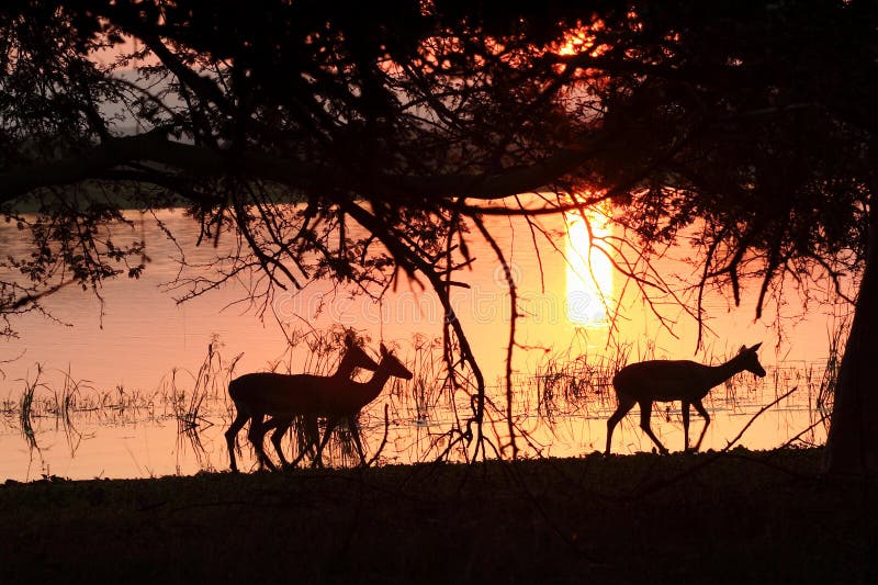 Impala at sunset stock image. Image of evening, color - 5128603