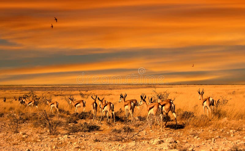 Impala with birds stock image. Image of deer, beautiful - 20815093