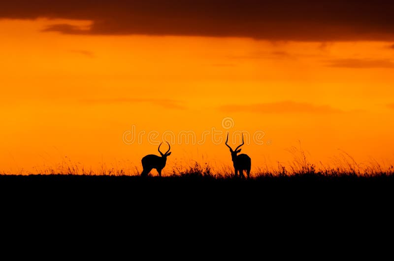 Impala Sunset in the Masai Mara Stock Image - Image of reserve, sunset ...