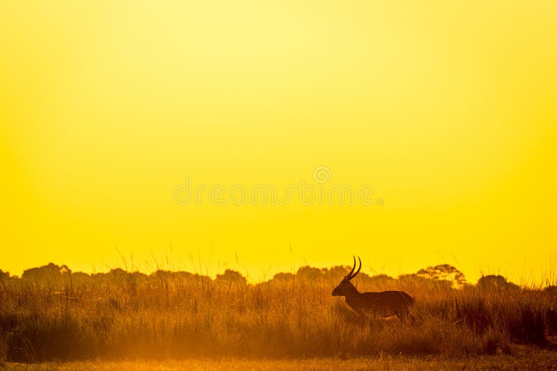 Impala Silhouette Against African Sunset Stock Image - Image of africa ...