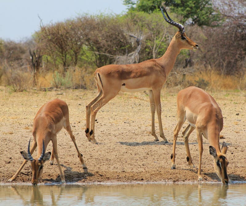 Impala - Trio Family Portrait Stock Image - Image of border, namibia ...