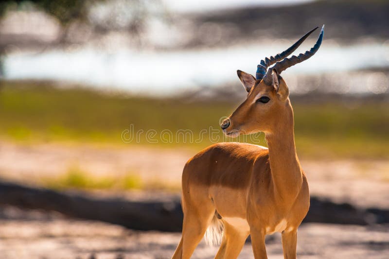 Impala ram in profile stock photo. Image of impala, african - 19333840