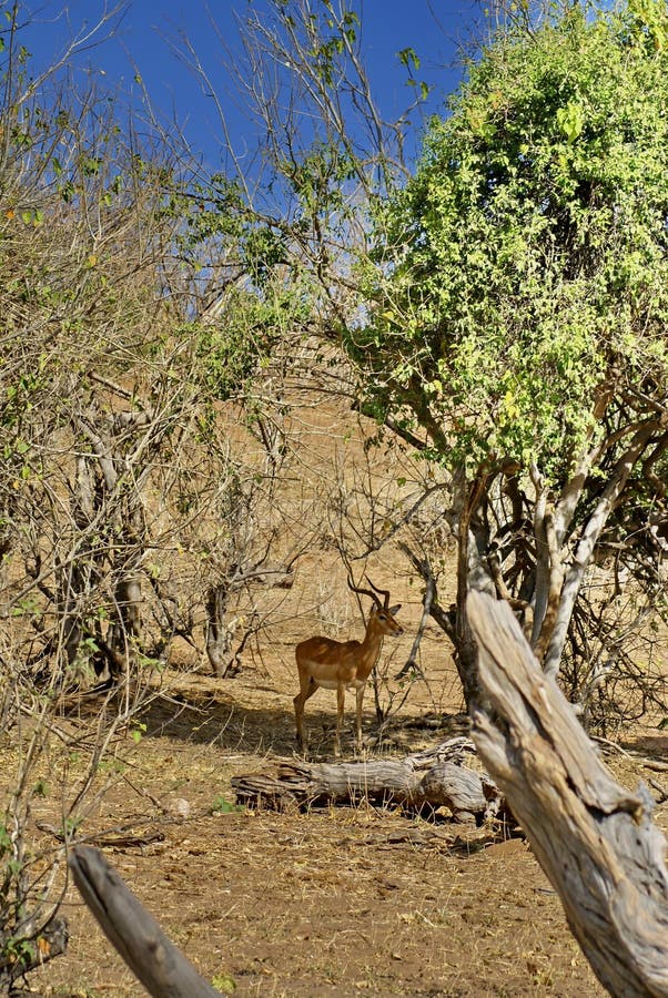 Impala under a tree stock photo. Image of season, bushveld - 157869298