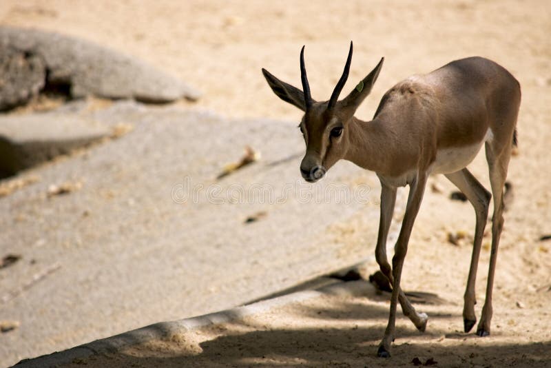 Impala walking in the sun stock photo. Image of wild - 185701274