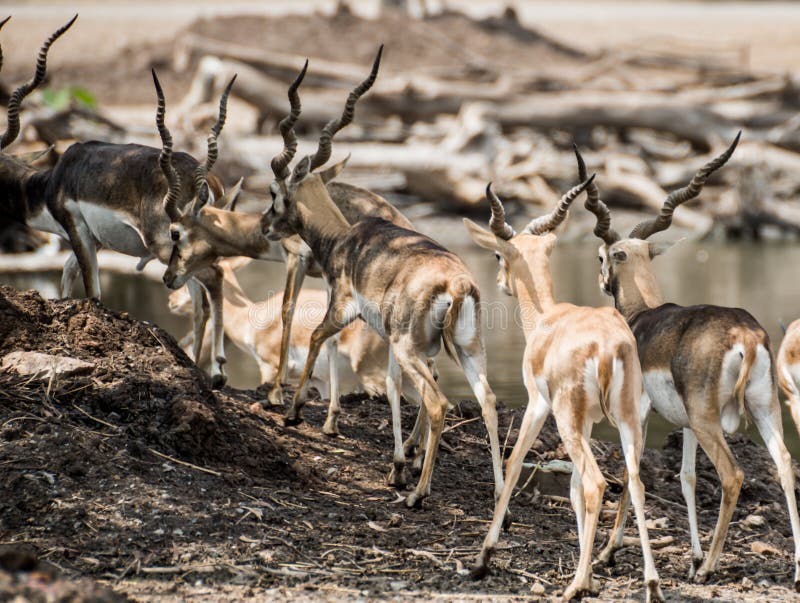 Impala walking in the zoo stock image. Image of people - 87319193