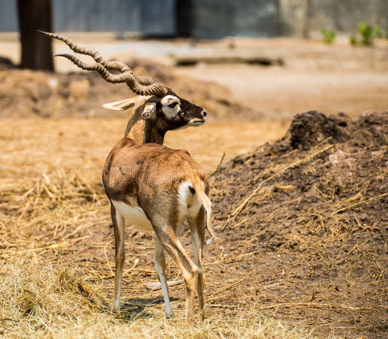 Impala walking in the zoo stock image. Image of people - 87319193