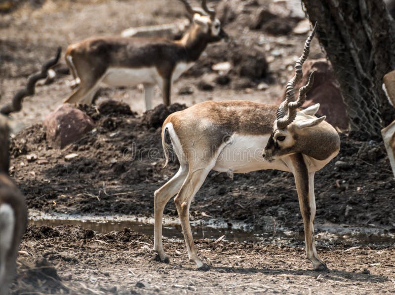 Impala walking in the zoo stock image. Image of people - 87319193