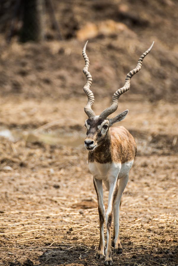 Impala walking in the zoo stock image. Image of people - 87319193