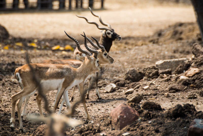 Impala walking in the zoo stock image. Image of people - 87319193