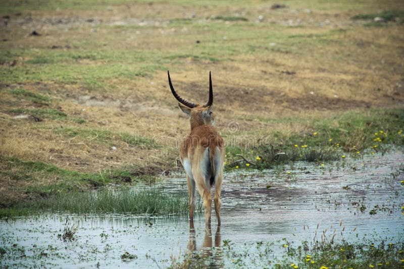 Impala on water stock photo. Image of impala, gazelle - 33611114