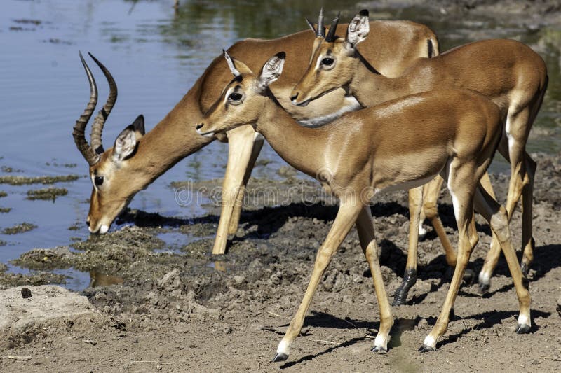 Impala in Water, Drinking at Watering Hole Stock Photo - Image of ...