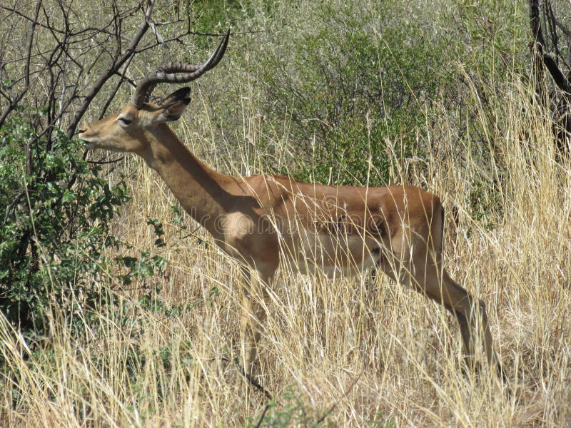 Impala in the Wild of Africa Stock Photo - Image of grassland, pasture ...