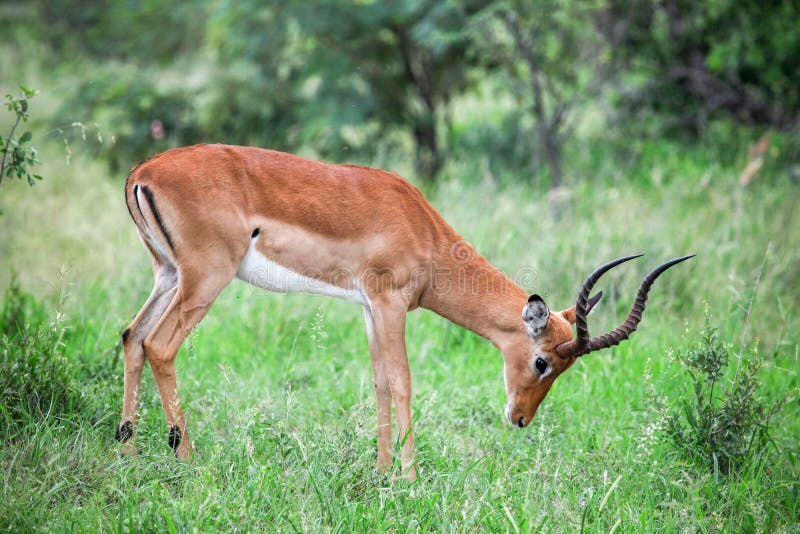 Impala stock image. Image of national, african, life - 173359497