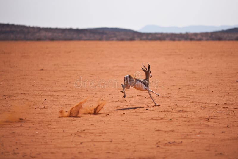 Impala stock image. Image of namibia, wildlife, young - 89500759