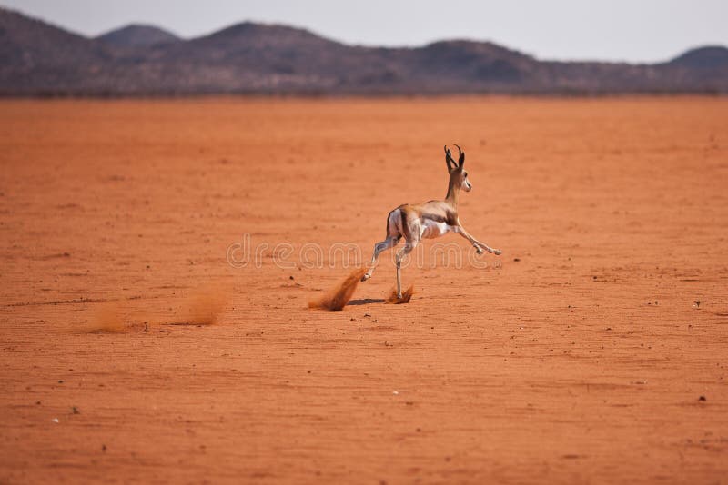 Impala stock photo. Image of wildlife, africa, namibia - 89500842
