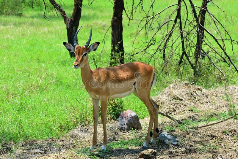 Antilope Impala In Tansania Stockfoto - Bild von abschluß, hupen: 87034692