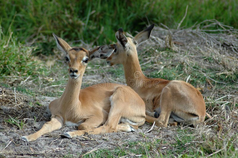 Impalas stock image. Image of antelope, animals, face - 1133715