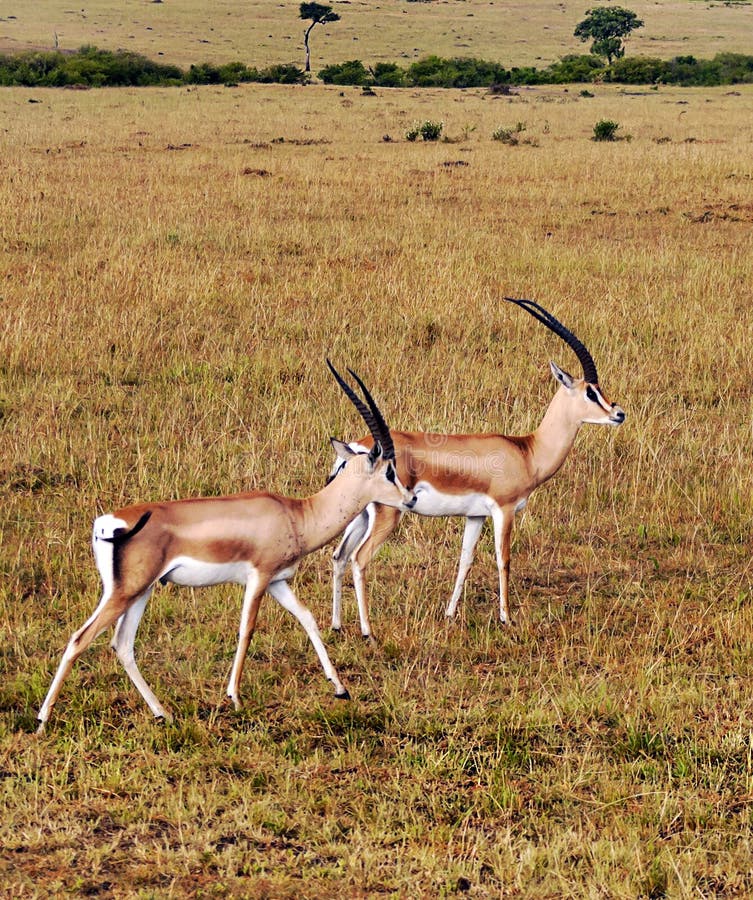 African impala stock photo. Image of landscape, brown - 209023364
