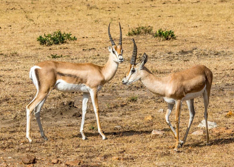 Impalas stock photo. Image of african, animal, herbivore - 60461008