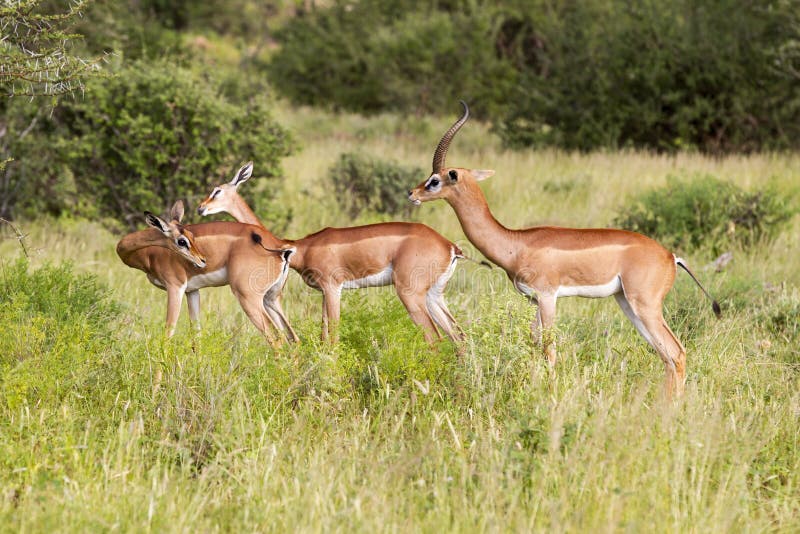 Impalas in the Grass stock photo. Image of majestic - 254523754