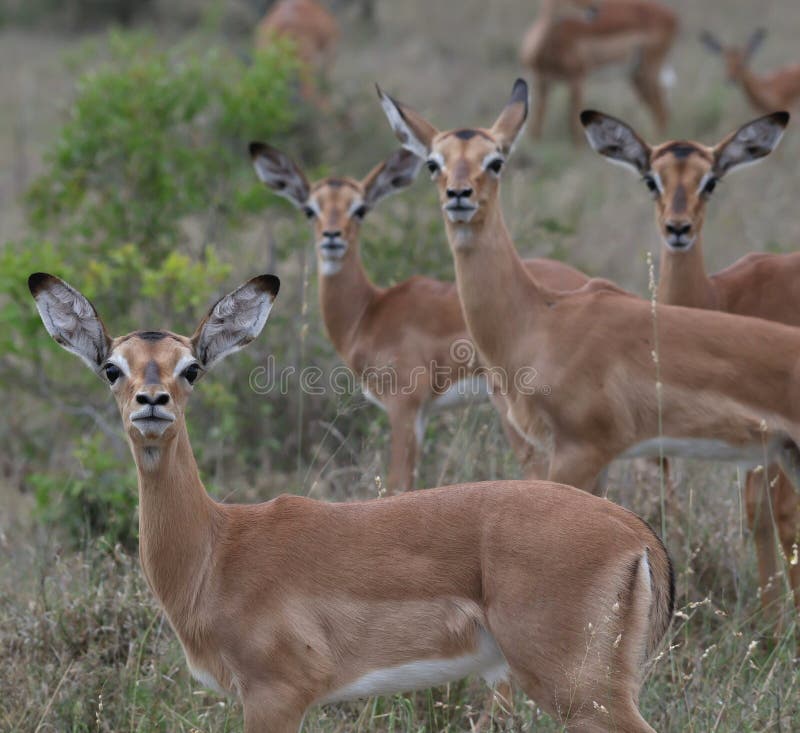 Impalas Posing Stock Photos - Free & Royalty-Free Stock Photos from ...