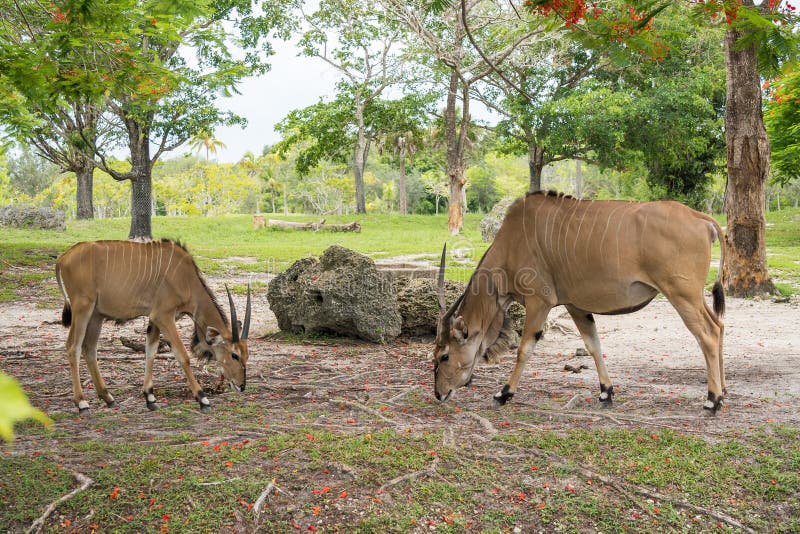 Impalas walking in the zoo stock photo. Image of scene - 181702318