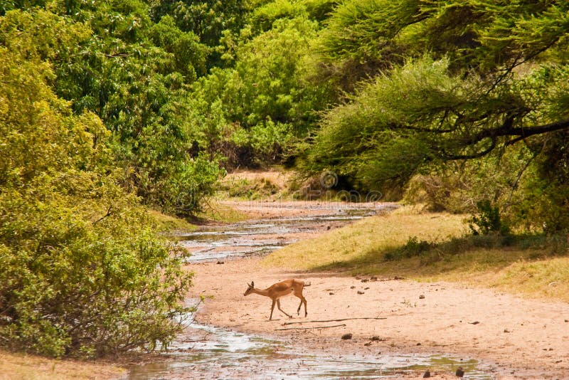 Impale Antelope Crossing a River Stock Image - Image of south, fauna ...