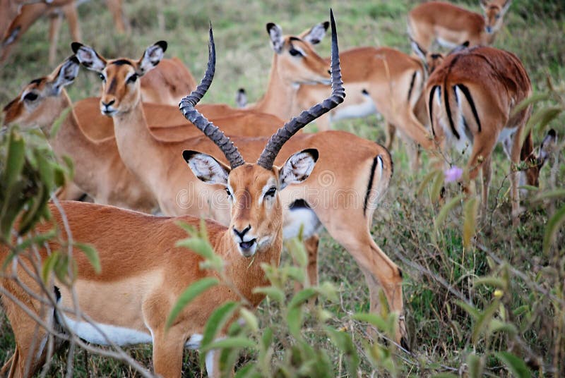 Impale Nel Safari DiMasa-Mara Nel Kenya Fotografia Stock - Immagine di ...
