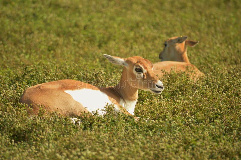 Impalla stock afbeelding. Image of afrika, dier, wild - 69122087